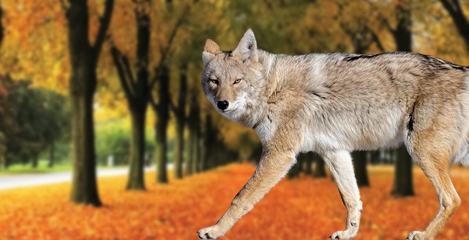 Residents reminded it’s dispersal season for coyotes - City of Burlington