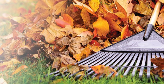 3-Week Loose-Leaf Collection Program Begins Monday, Nov. 13 - City of ...